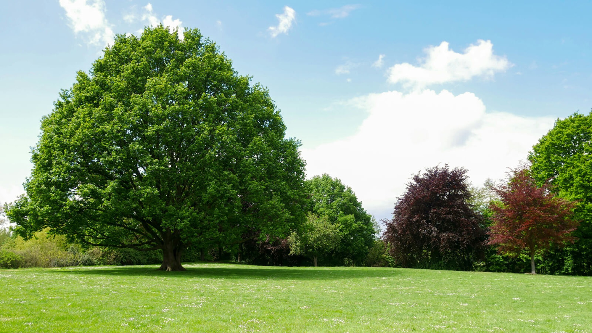 Forest of Marston Vale - The Nature Recovery Project