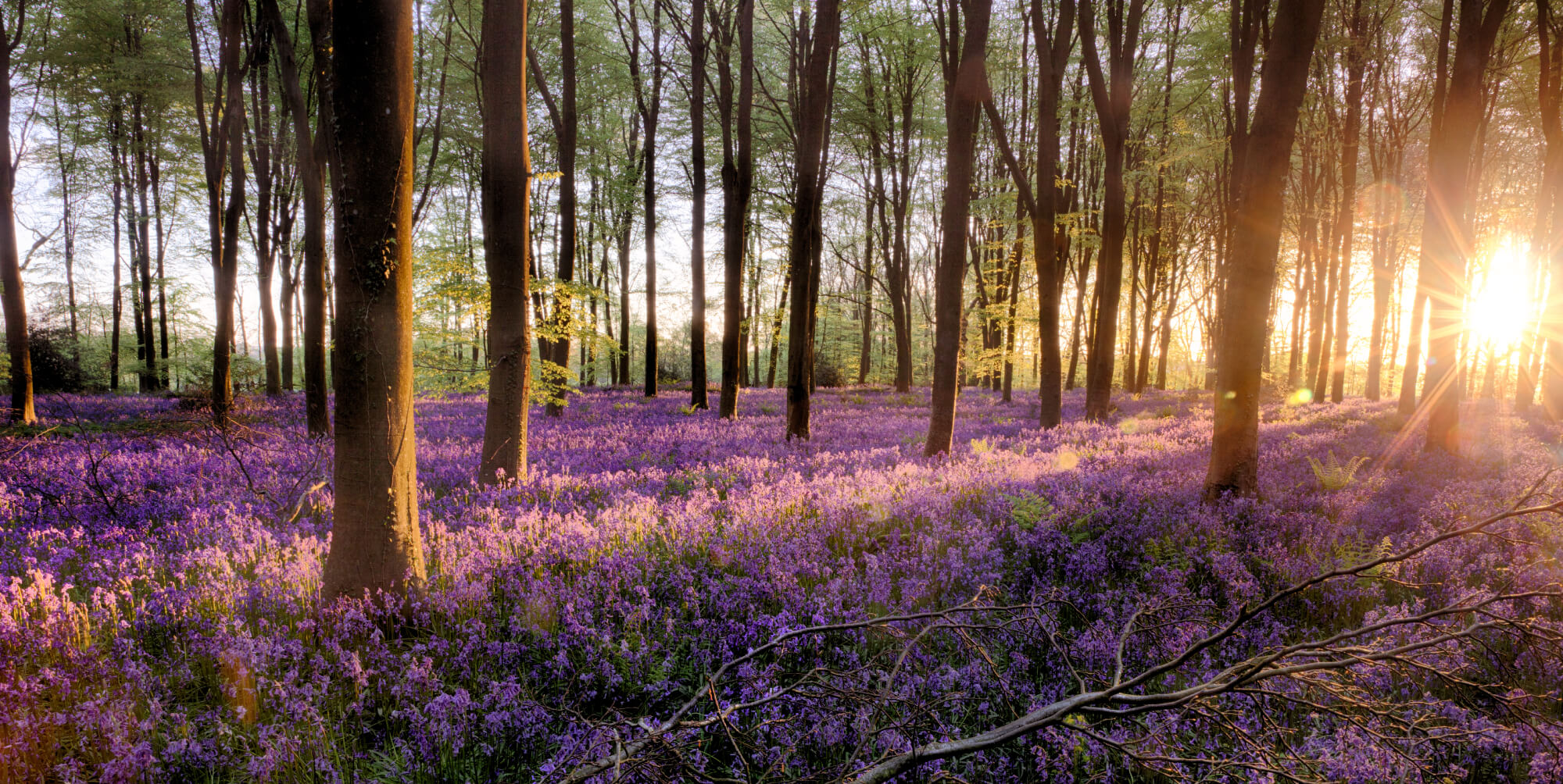 The Nature Recovery Project Welcomes New Forestry Trainee in ...