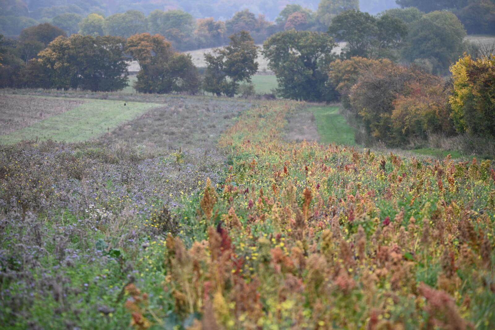 Regenerative Farming - The Nature Recovery Project